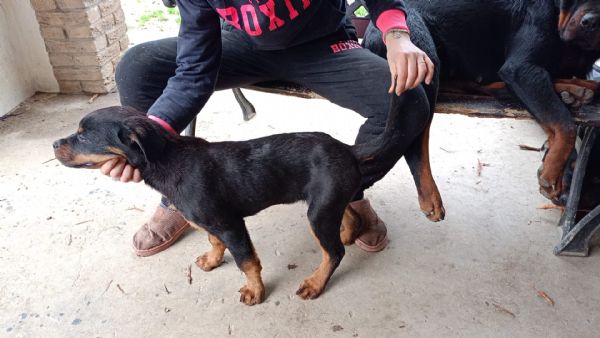 Vendita cucciolo Rottweiler da Privato a Padova cuccioli di rottweiler Vendita cucciolo Rottweiler da Privato a Padova cuccioli di rottweiler