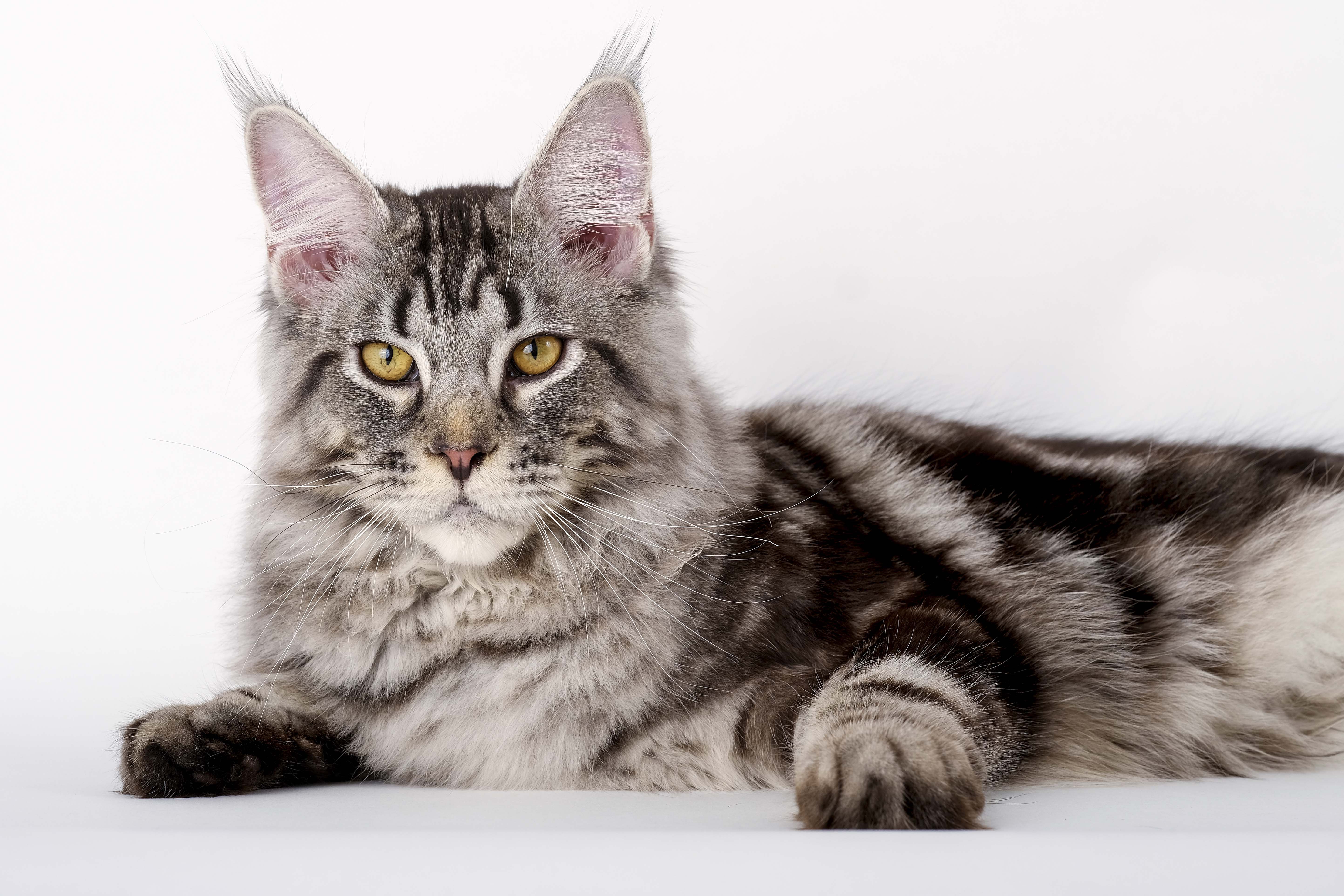 Maine Coon | caratteristiche della razza di gatti